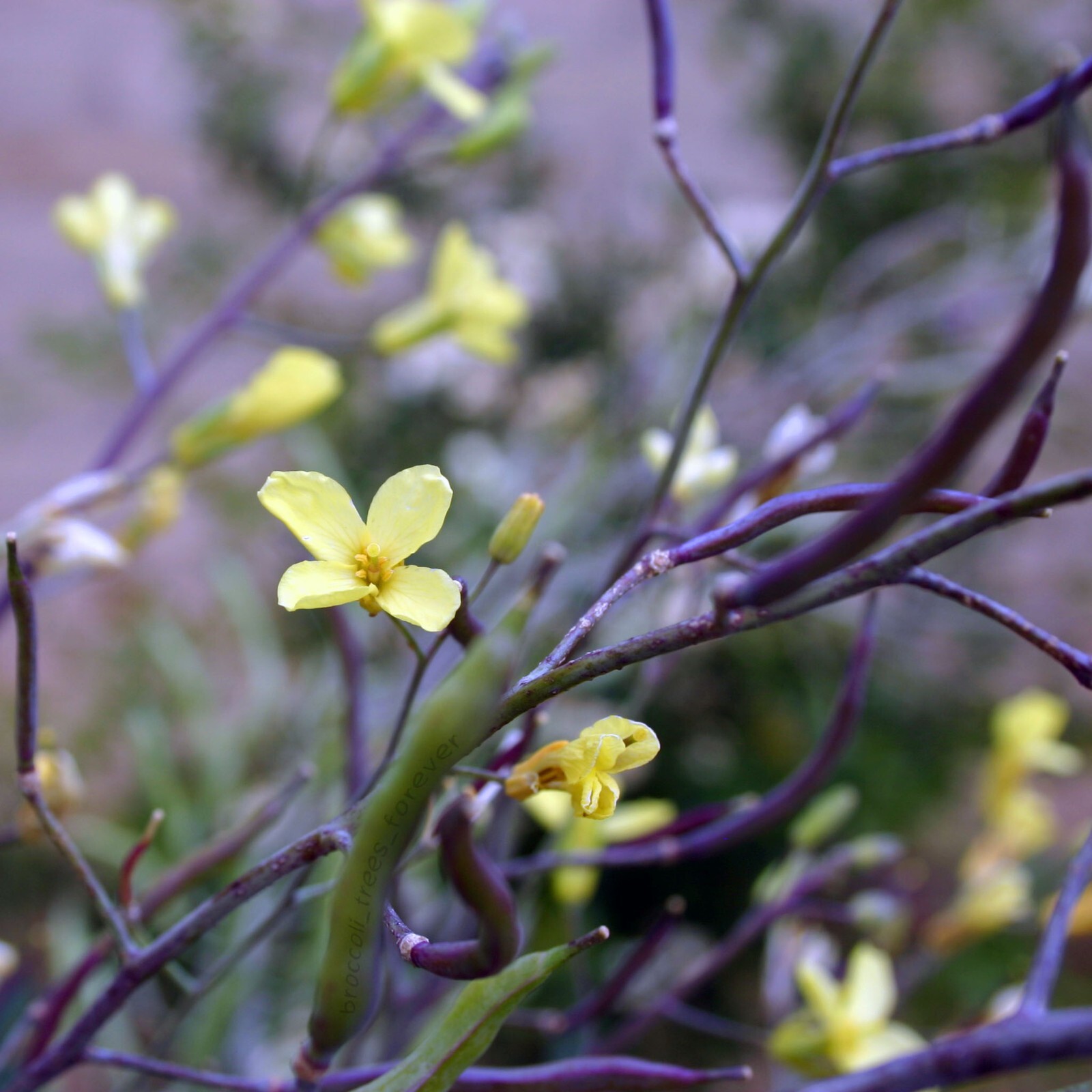 Purple Tree Collard Seeds - 15/50/100 seeds - Organic Kale Collards ...