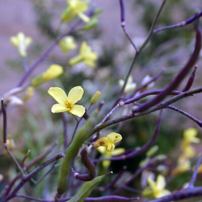 Purple Tree Collard Seeds - 15/50/100 seeds - Organic Kale Collards ...