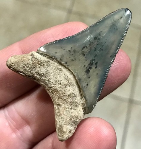 ADORABLY UNIQUE & VERY PRETTY LOWER-GOLDEN BEACH,FL.-MEGALODON ...