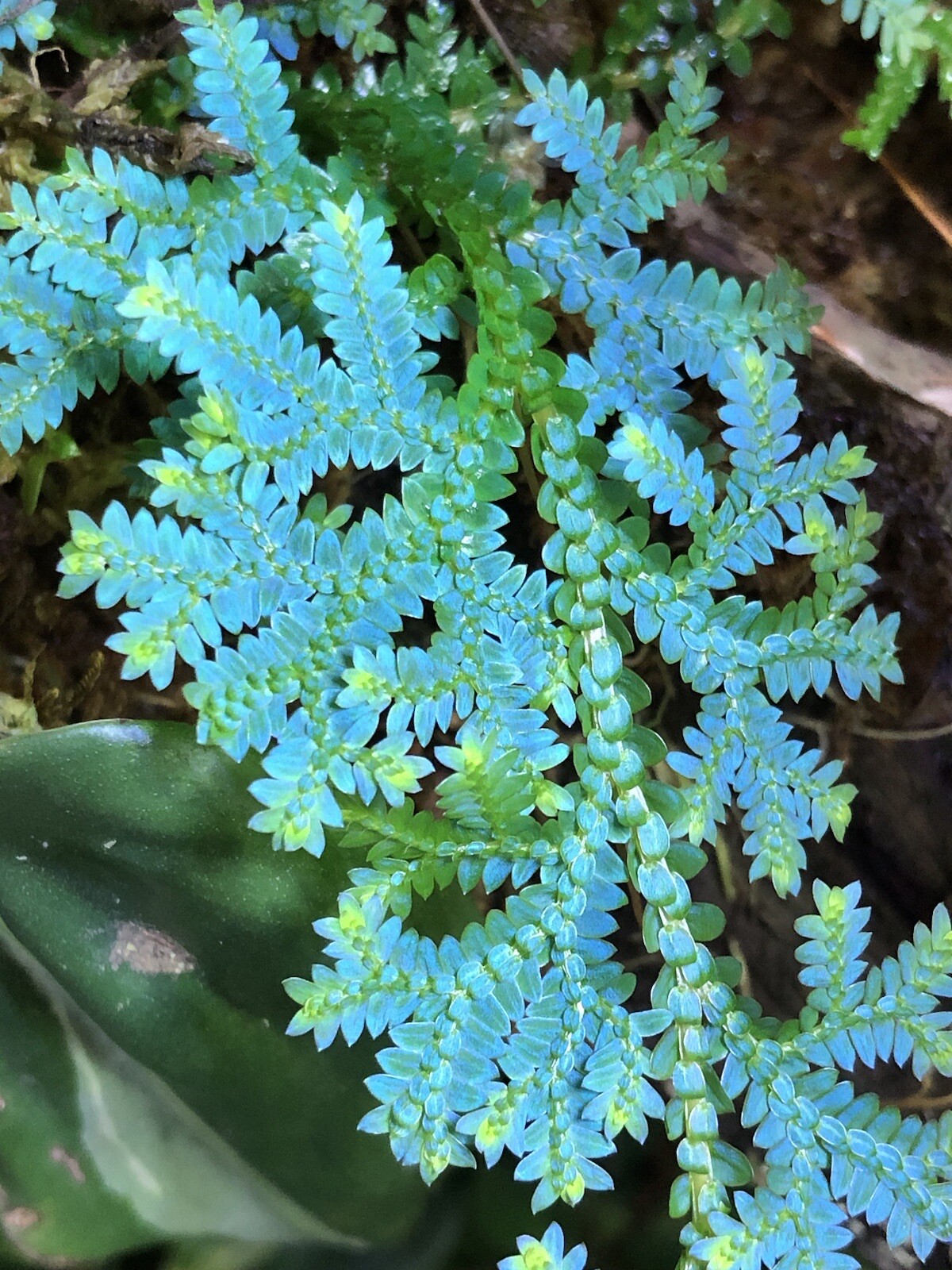 Rainbow Spikemoss Peacock Fern Blue Selaginella Uncinata Terrarium ...