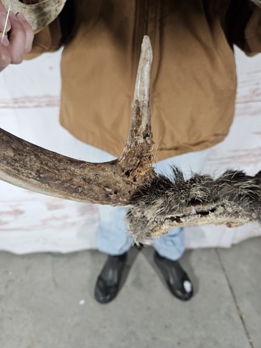 Wild 11 Point Whitetail Deer Antler Rack Horn Skull Plate Decor Man ...