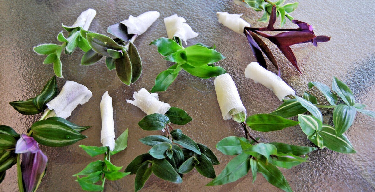 Wandering Jew Varieties FPS 620/FP620: Zebrina Pendula Wandering Jew,