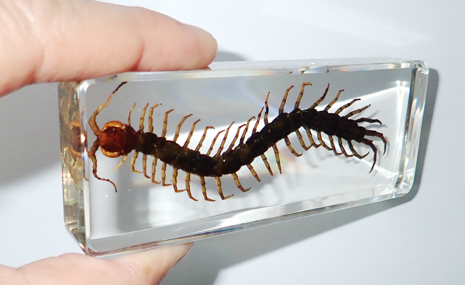 Large Red Headed Centipede Specimen in Clear Resin Block Learning Aid ...