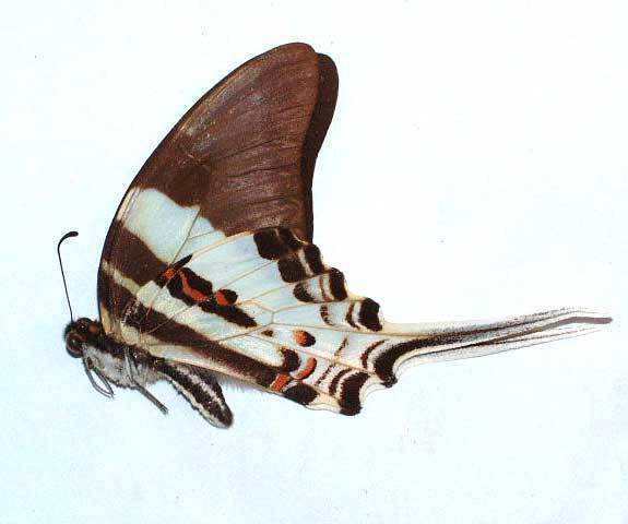 GRAPHIUM DORCUS BUTUNGENSIS - unmounted butterfly | eBay
