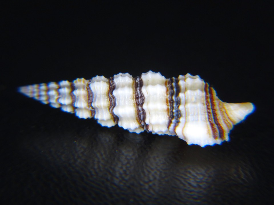 CERITHIUM ZONATUM: THE TRUE SPECIES @ 22.52MM! NOTE THE ELONGATED SIPHONAL TAIL! | eBay