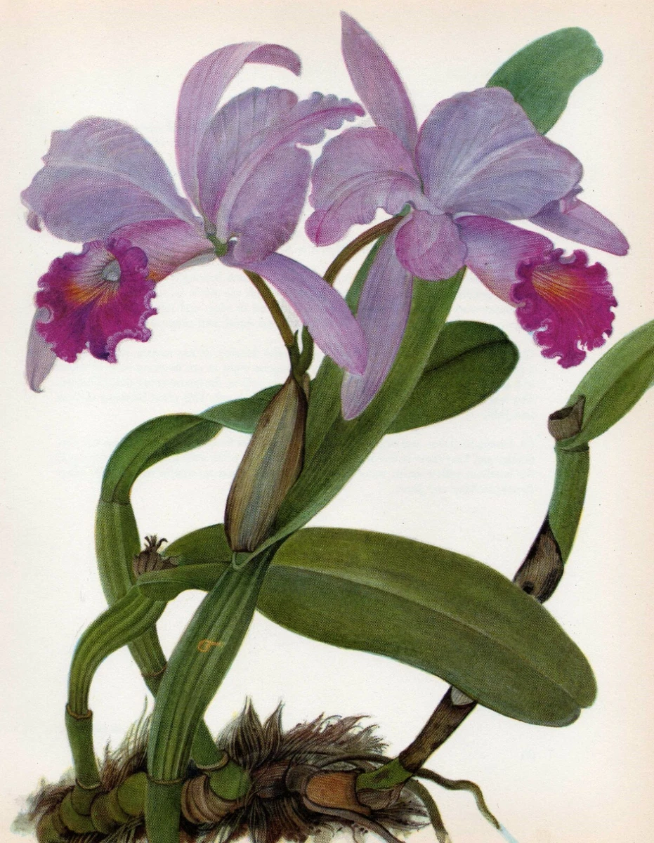 Cattleya Orchid Drawings