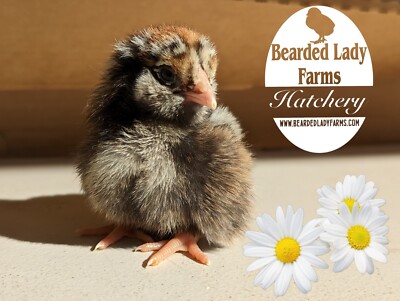 SALE!! 6+ Fertile Hatching eggs - Easter Egger Fertile Hatching Eggs | eBay