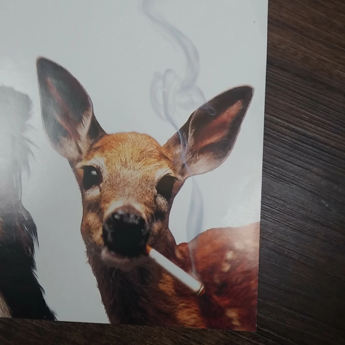 Animals Smoking Cigarettes
