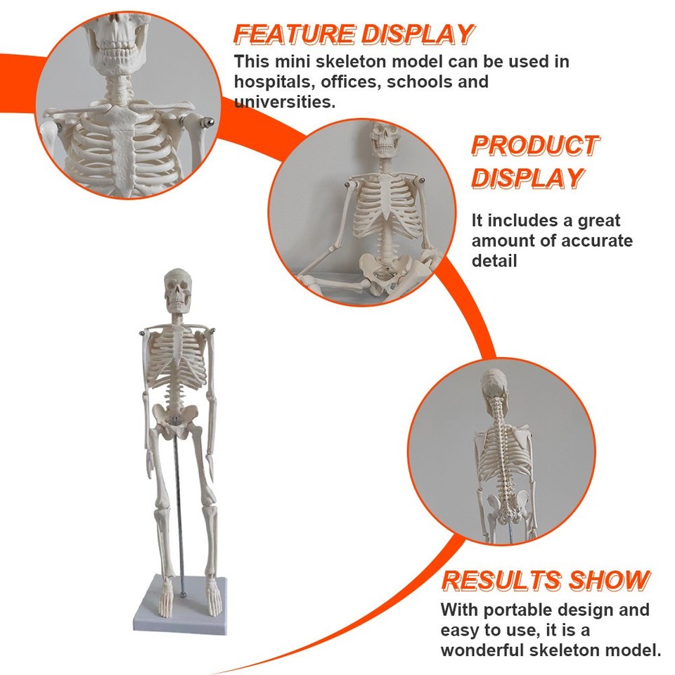 Human Skeleton Model Medical Teaching Skeleton Model with Movable Arms ...