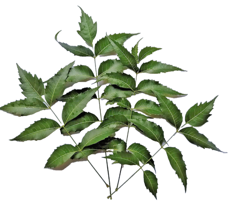 Sun Dried Neem Organic Kohomba Leaves 100% Natural Pure Azadirachta ...