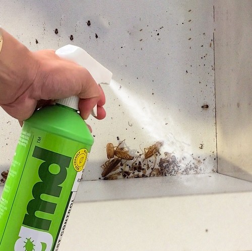 BugMD Starter Kit - Esential Oil Pest Concentrate (2 btl 3.7oz + 1 btl ...