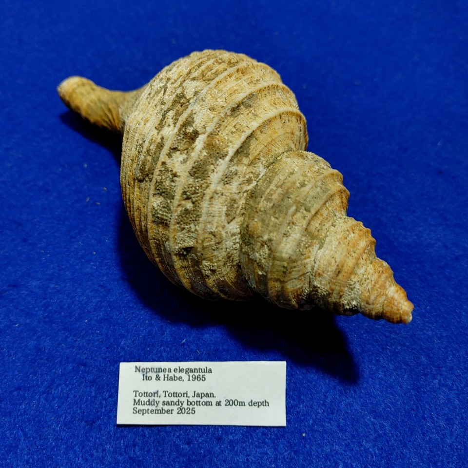 Neptunea elegantula 127mm Big Size Buccinum Neptunea Whelk Deep Sea ...