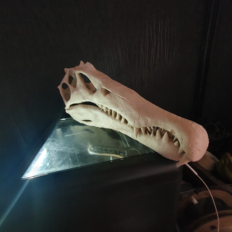 Spinosaurus Dinosaur Large Replica Skull | eBay UK