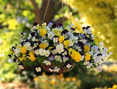 Pansy Cool Wave Mix 100 seeds | eBay