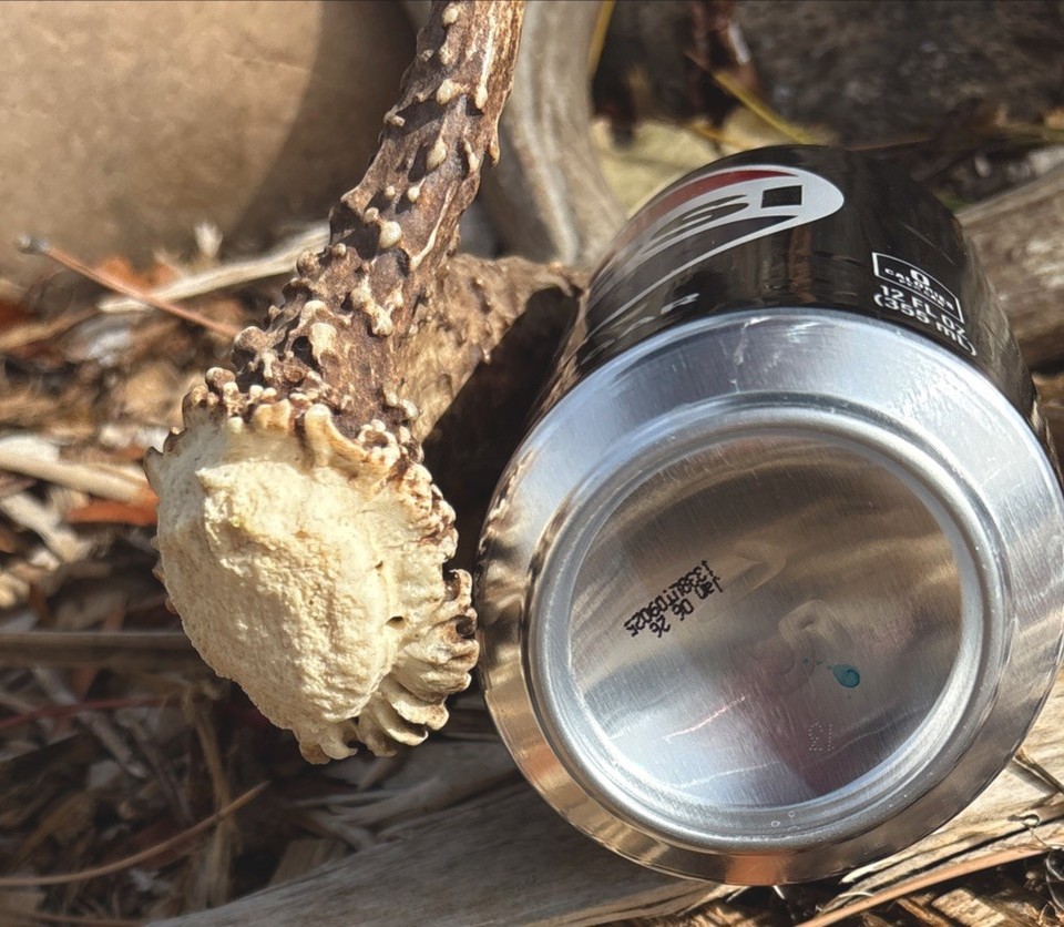 Big 4 Point Mule Deer Naturally Shed Antler Utah Eye Guard Dark Brown ...