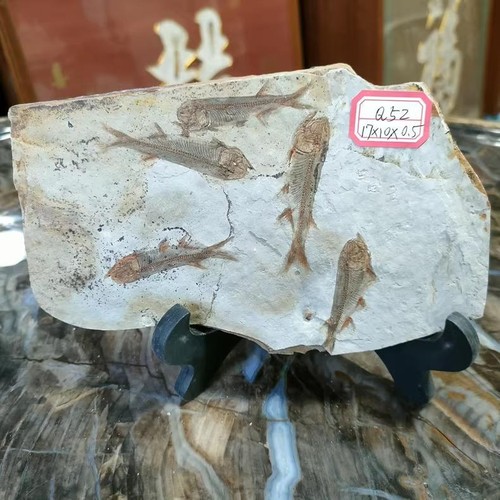 Cambrian fish fossils, wolf finned fish paleontological specimens | eBay