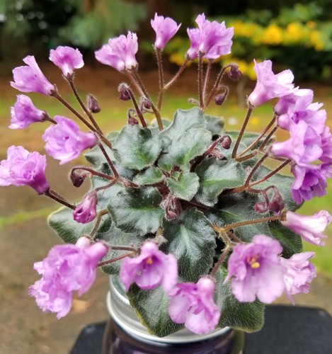 Imp's Fairy Berry Miniature African Violet Starter Plant | eBay