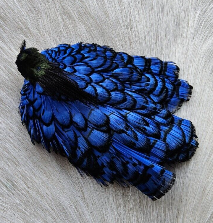 Lady Amherst Cape. Fly Tying Feather. Color; Blue. Grade "A" | eBay
