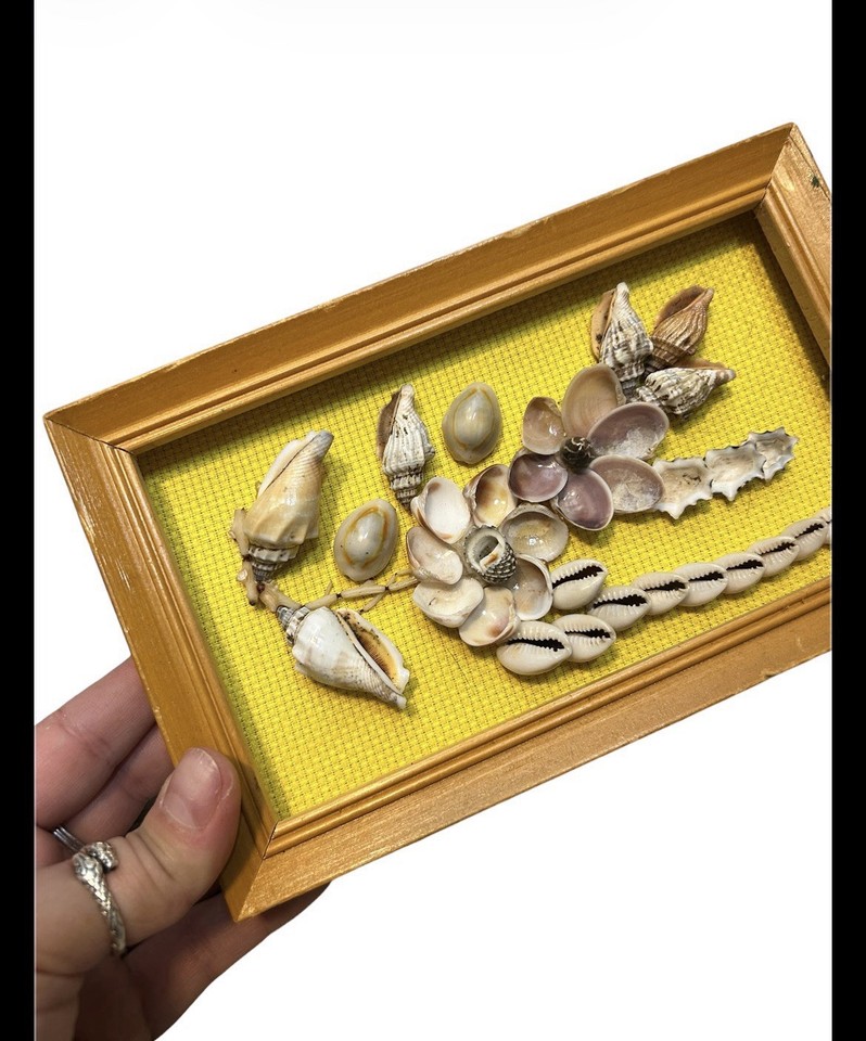 Vintage Aloha Hawaii Shell Collection Of The Pacific Framed Shell Folk ...