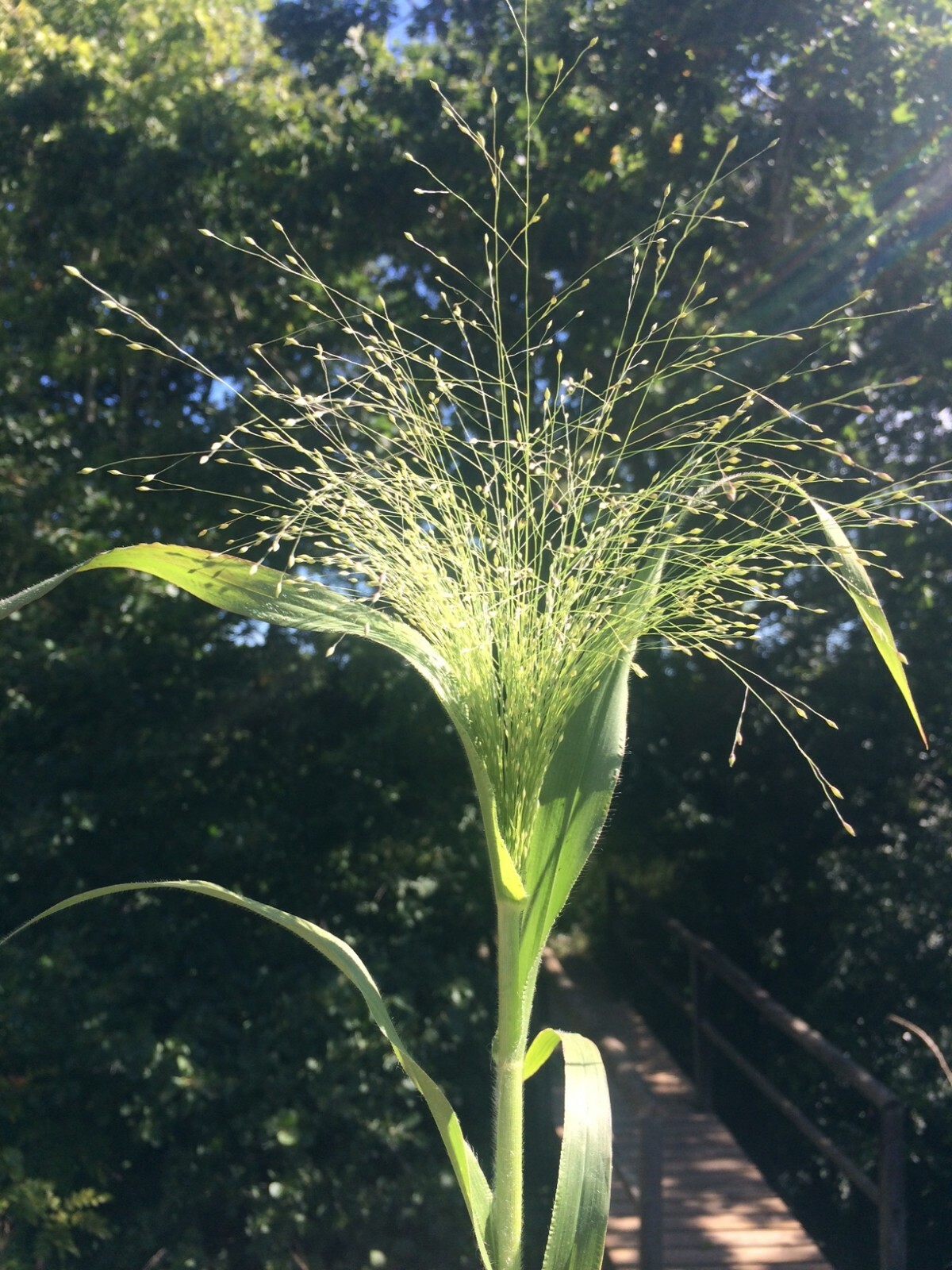 PANICUM Capillare Sparkling Fountain, Fontaine, Witchgrass' Approx. 50 ...