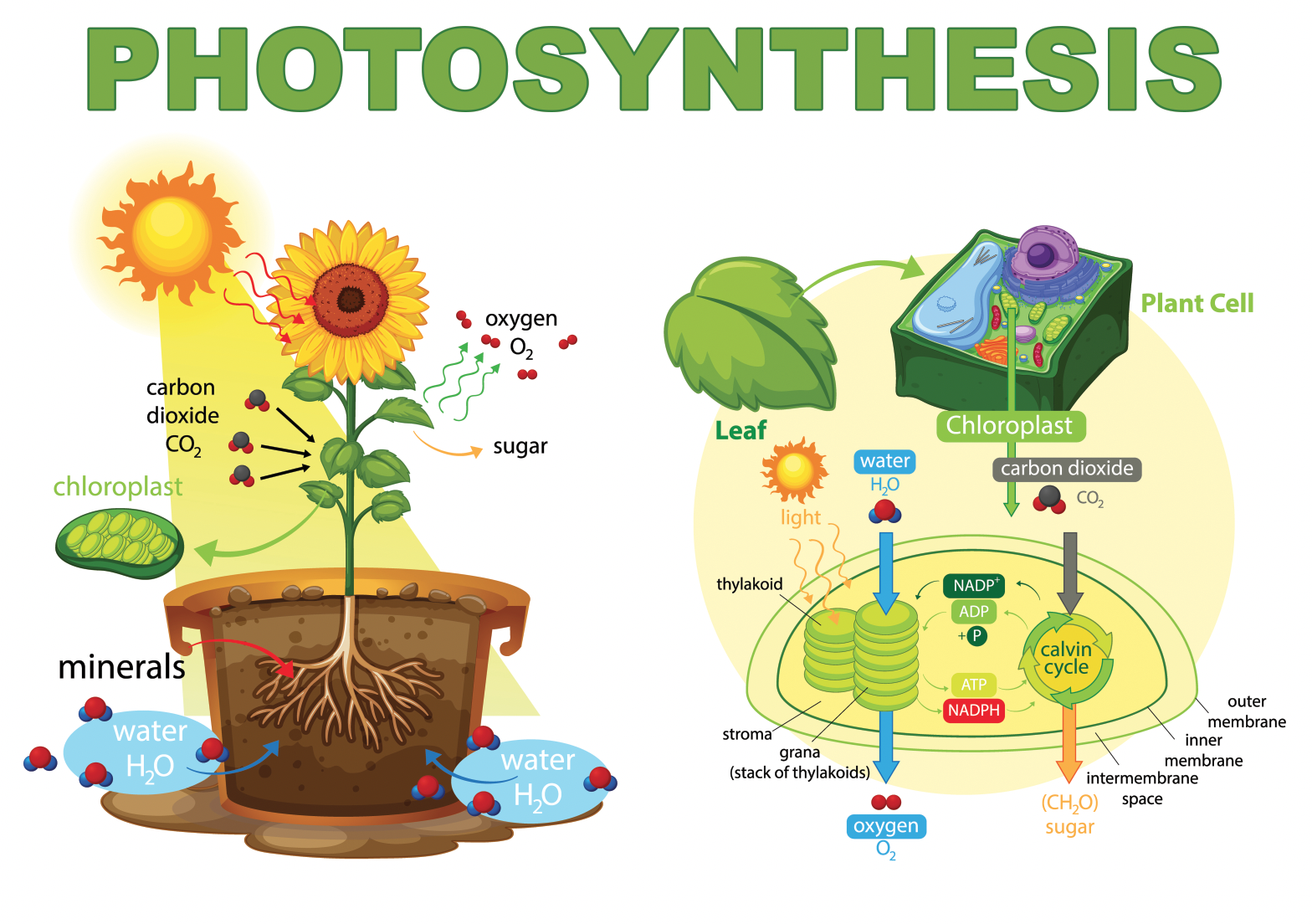 Educational Photosynthesis Science Chart Diagram Wall Poster Print Opt ...