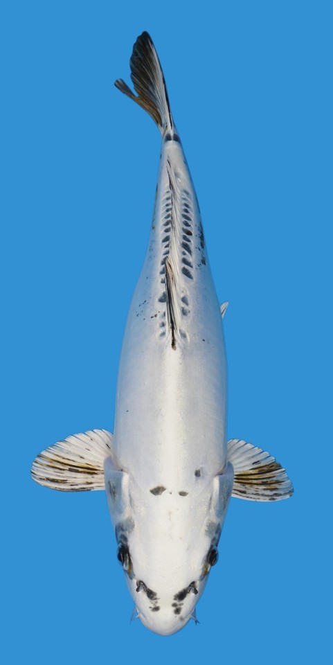 Live koi fish 15" Huge Doitsu White Kikokuryu female Koibay | eBay