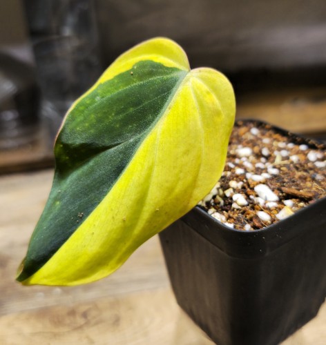 Rare Mican Aurea Philodendron ~ Variegation 50/50 Houseplants ...