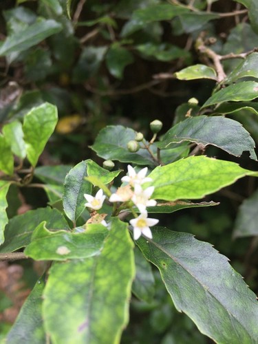 Marbleleaf - 50 seeds - Putaputaweta Carpodetus serratus - divaricating ...