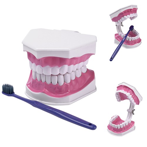 Dental 2 Times Giant Teeth Model w/ Toothbrush Teaching Hygiene ...