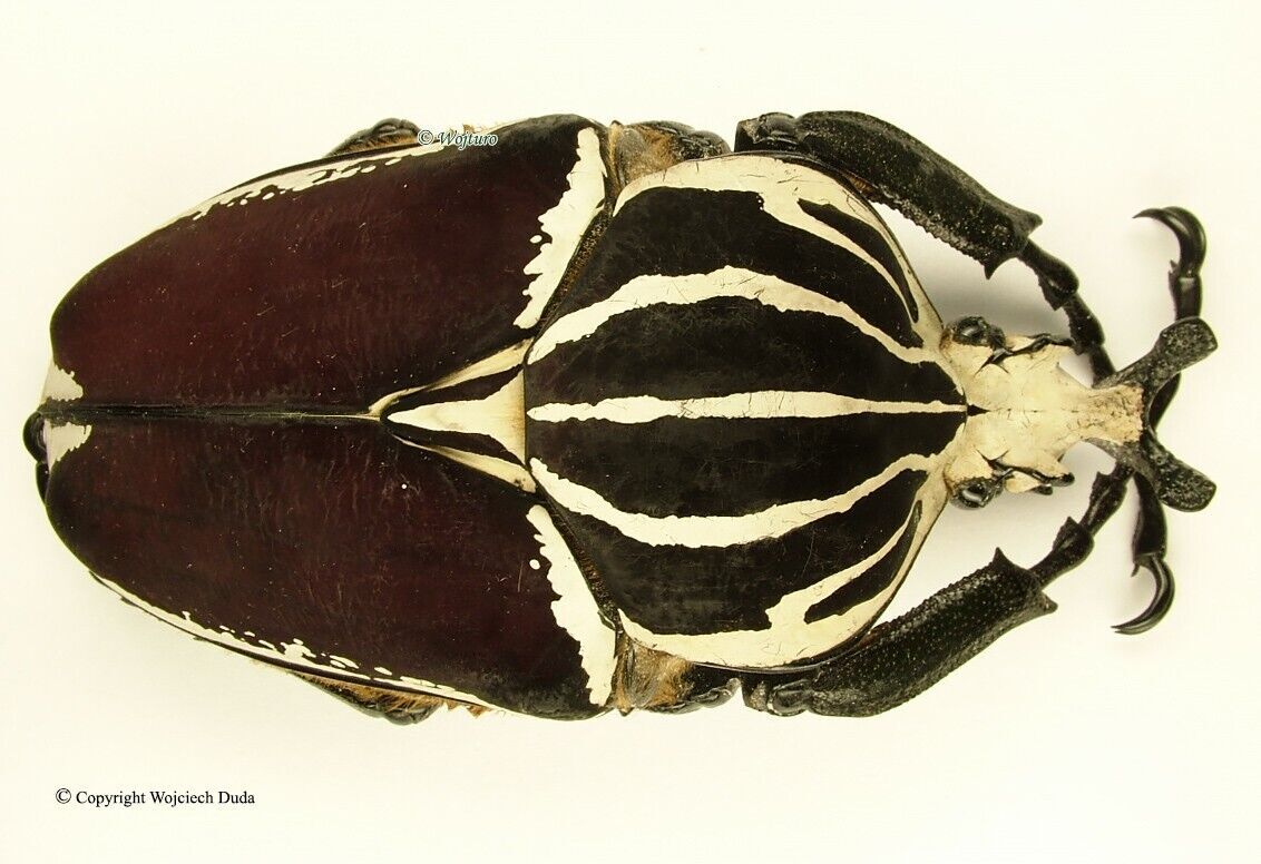 Goliathus Goliatus