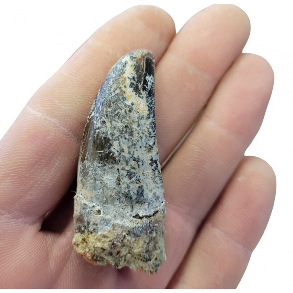Rare fossil Dinosaur tooth Ceratosaurus sp. bathonian age from morocco ...