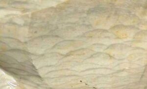 prism_collectibles | eBay Stores