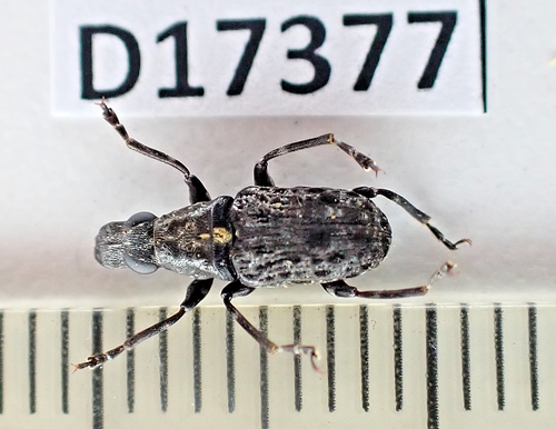D17377. Insects, Beetles: Anthribidae sp. North Vietnam. Over 2000m. | eBay