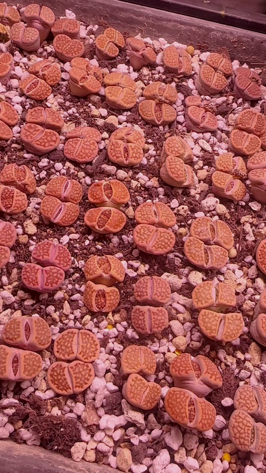 Double Head Orange Red Lithops Living Stone 1.8-2.2cm –1pcs - Bare Root ...
