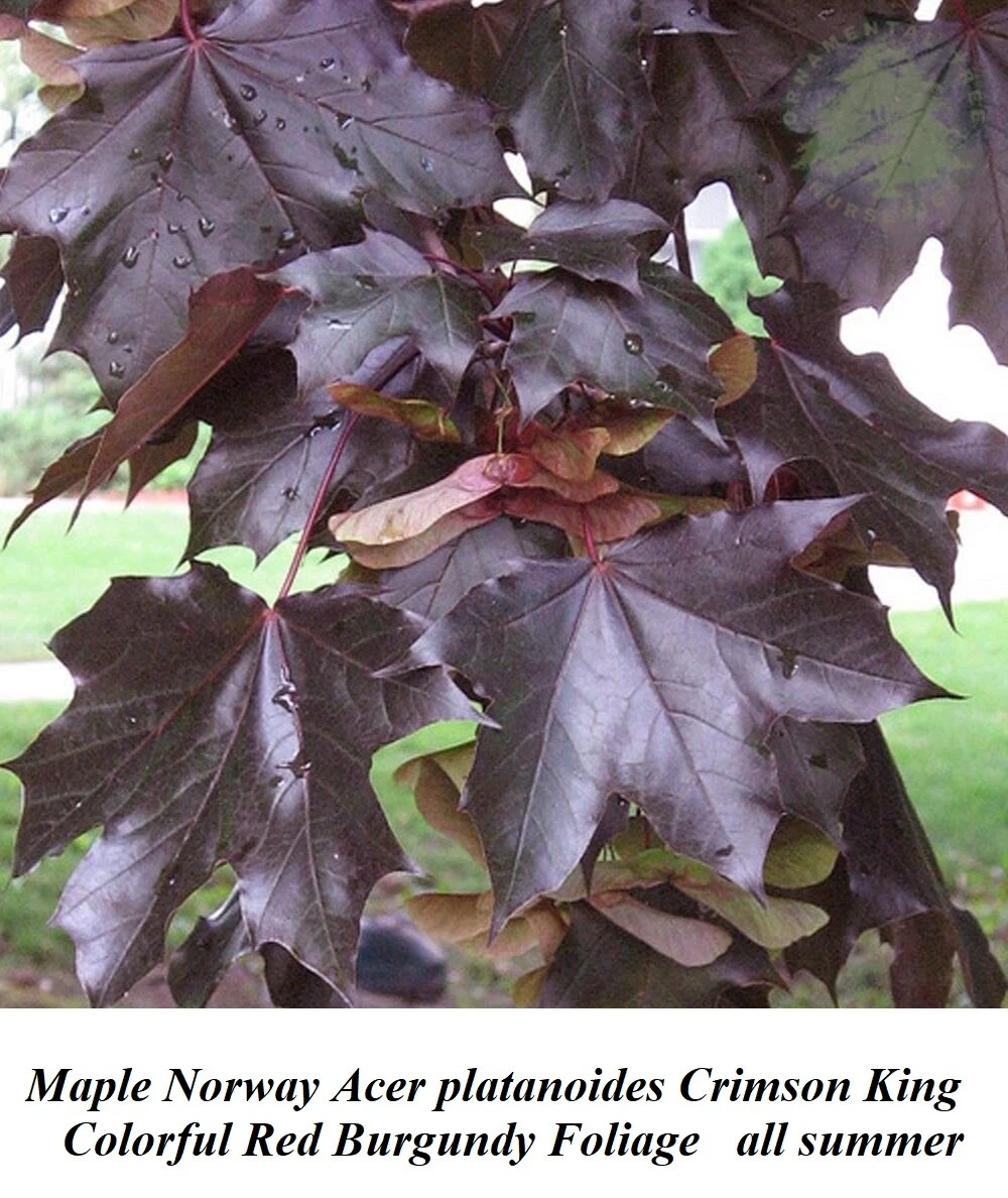 Crimson King Maple Trees