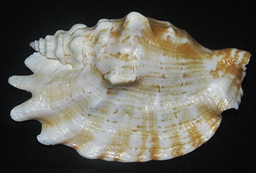 120 mm LARGE Strombus Sinuatus Conch Seashell Racha Island ,Phuket ...