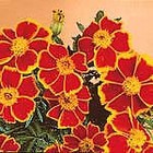 Marigold Disco Red 1,000 seeds | eBay