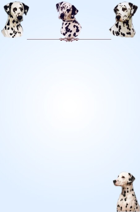 Dalmatian Dog A5 Writing / Note Paper With Envelopes Gift Handmade Fun ...