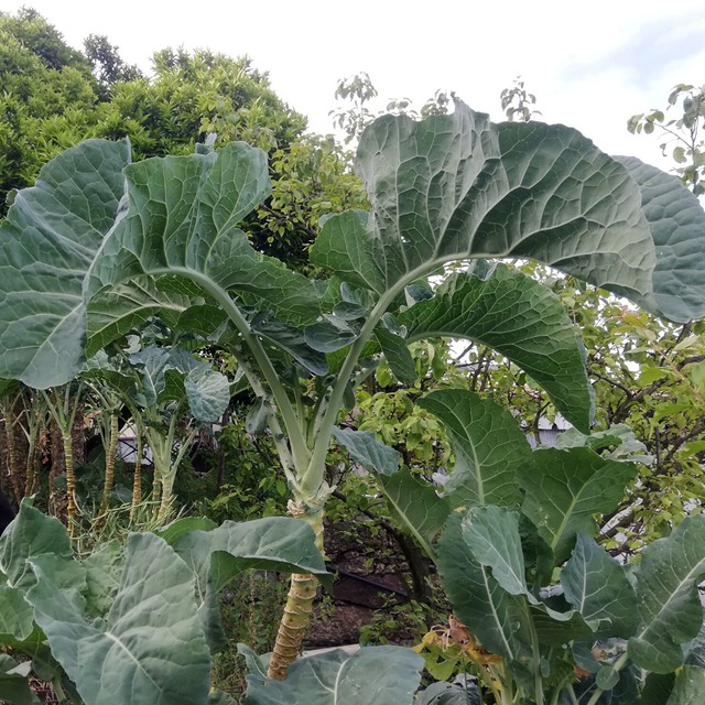 100 Seeds Couve Galega Portuguese Walking Stick Cabbage Kale Tree ...