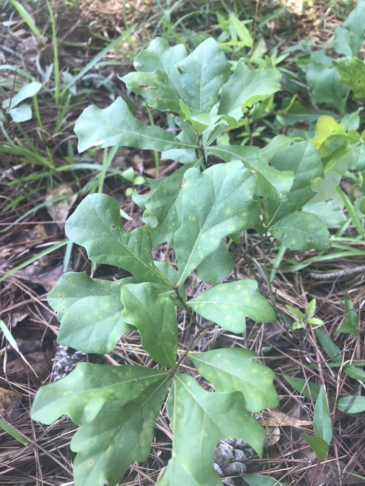 5 White Oak Trees Live Plants Seedlings Sapling Acorn Shade 6-12 Inches ...