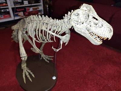 Tyrannosaurus Rex T-Rex Skeleton Geoworld Geofin of Italy 1:10 Complete ...