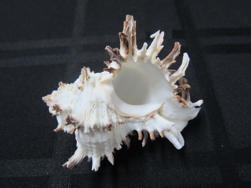 Mixed Lot Sea Shells Green Spiral Pyramid Murex Ramosus Conch Clams | eBay