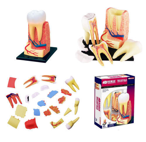 1 Kit 4D Molar Tooth Model Sale Teeth Anatomy Dentist Teach Model Study ...