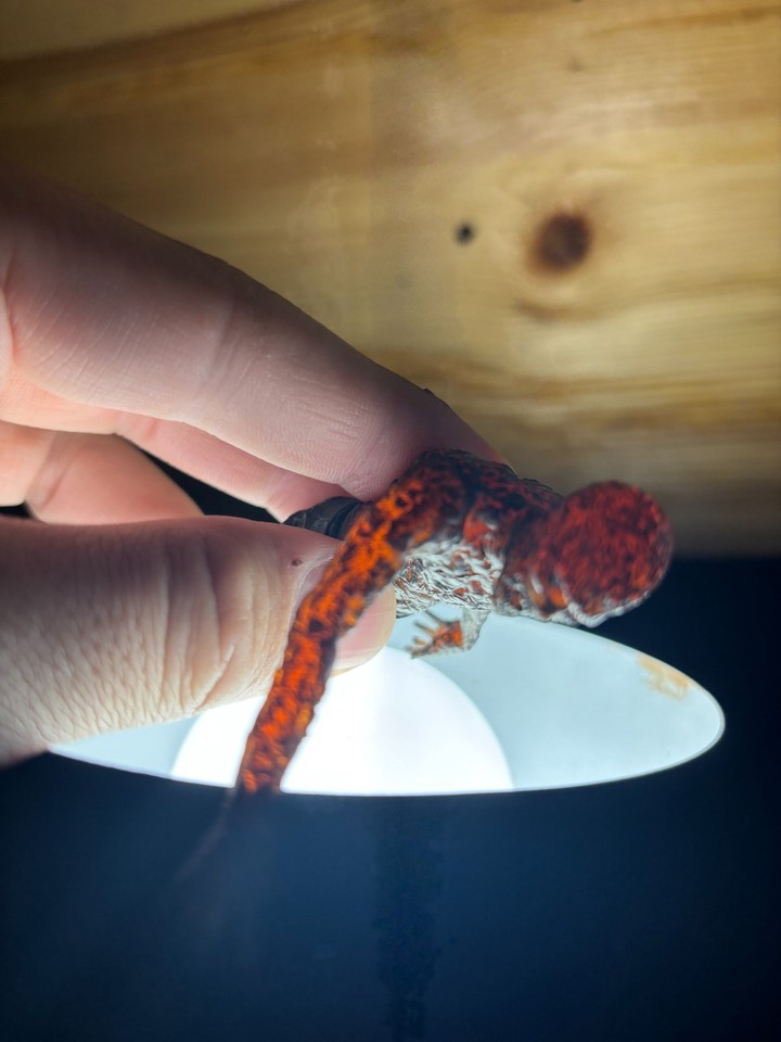 2014 5" McFarlane Toys The Walking Dead Charred Zombie Action Figure ...