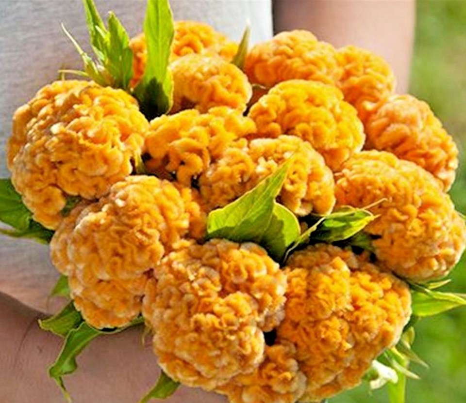 GIANT COCKSCOMB MIX / RED PURPLE GREEN GOLD YELLOW / 3-4 FT STALKS ...