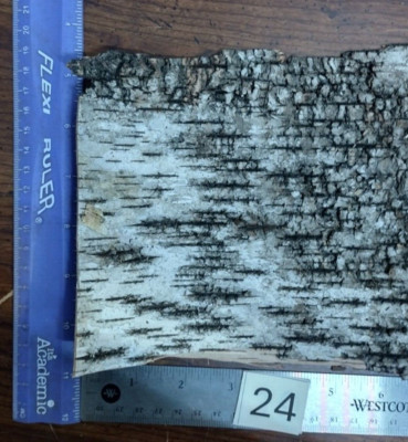 Natural White Silver Birch Bark Sheet Strip Sustainably Harvested Craft ...