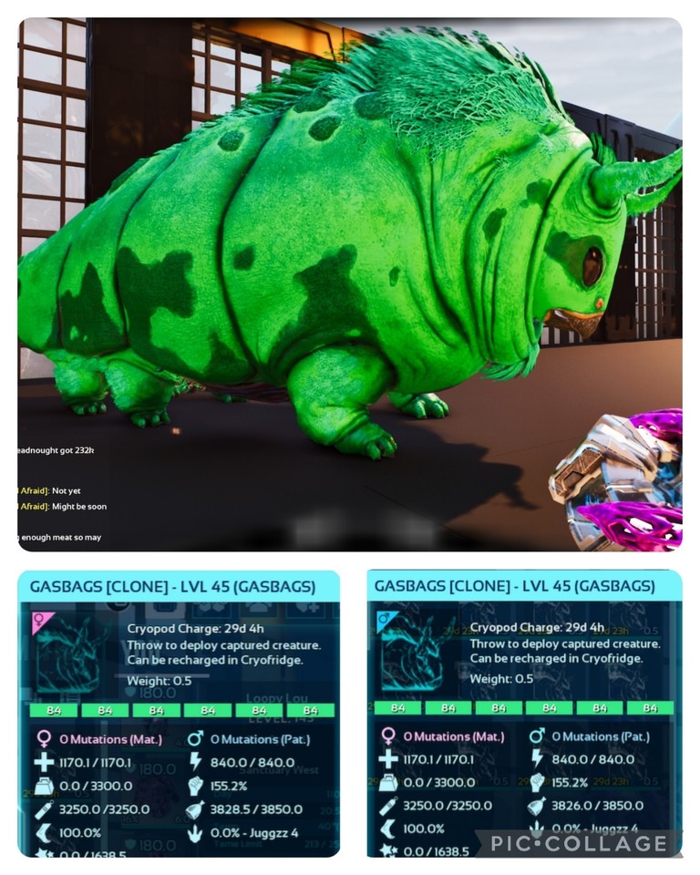 ark survival ascended pve SOLID ID84 GASBAG BREEDING PAIR CLONES | eBay