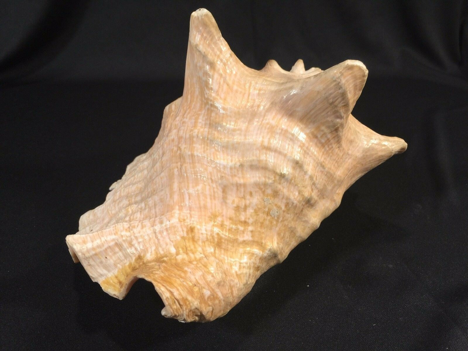 Large Conch Type Shell Approximately 9" long | eBay