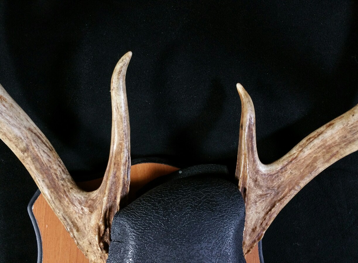 Mounted Eight Point Stag Deer Antlers 14" Spread 18" Tall W Mount Made ...