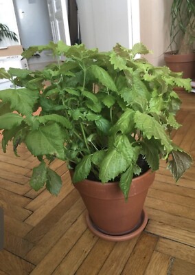 200+Green Shiso Seeds-Perilla/Beefsteak -Korean Basil-NON-GMO-Open ...